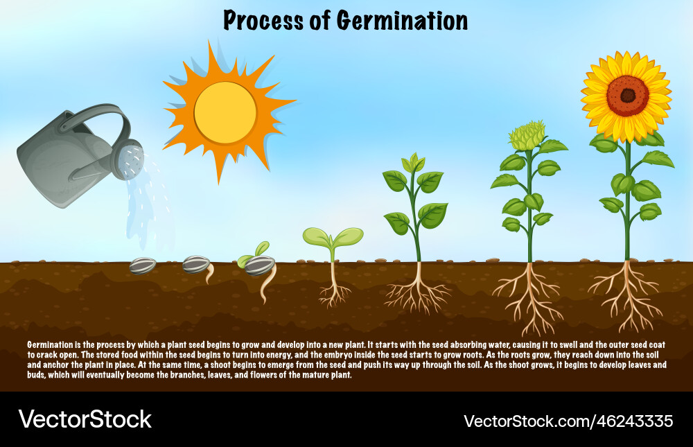 Seed Germination Process Diagram Royalty Free Vector Image