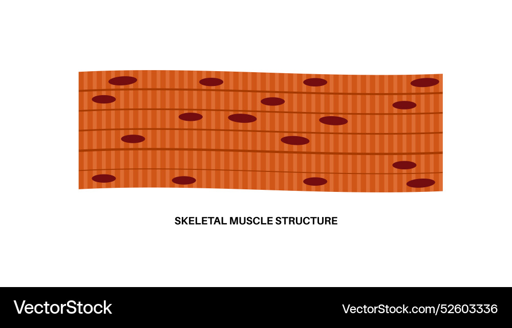 Skeletal muscle tissue Royalty Free Vector Image