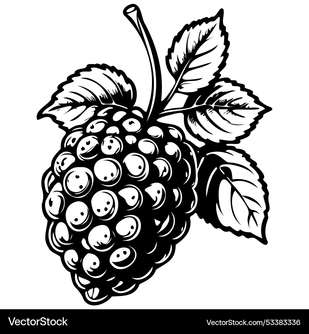 Vintage raspberry hand drawn fruit transparent Vector Image