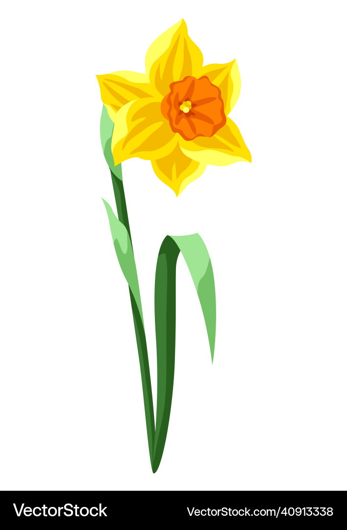 Daffodil flower beautiful Royalty Free Vector Image