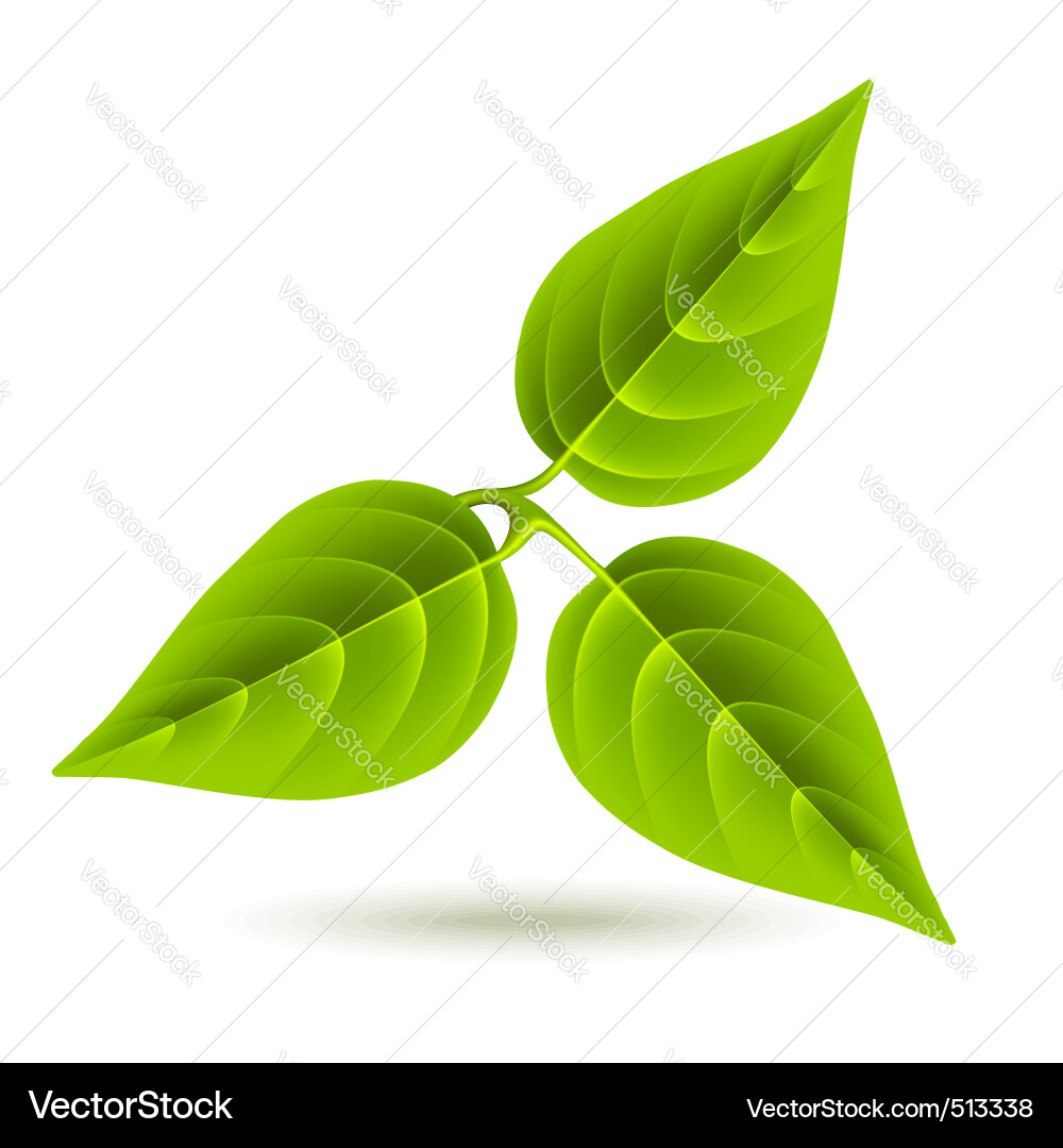 Leaves Royalty Free Vector Image - VectorStock