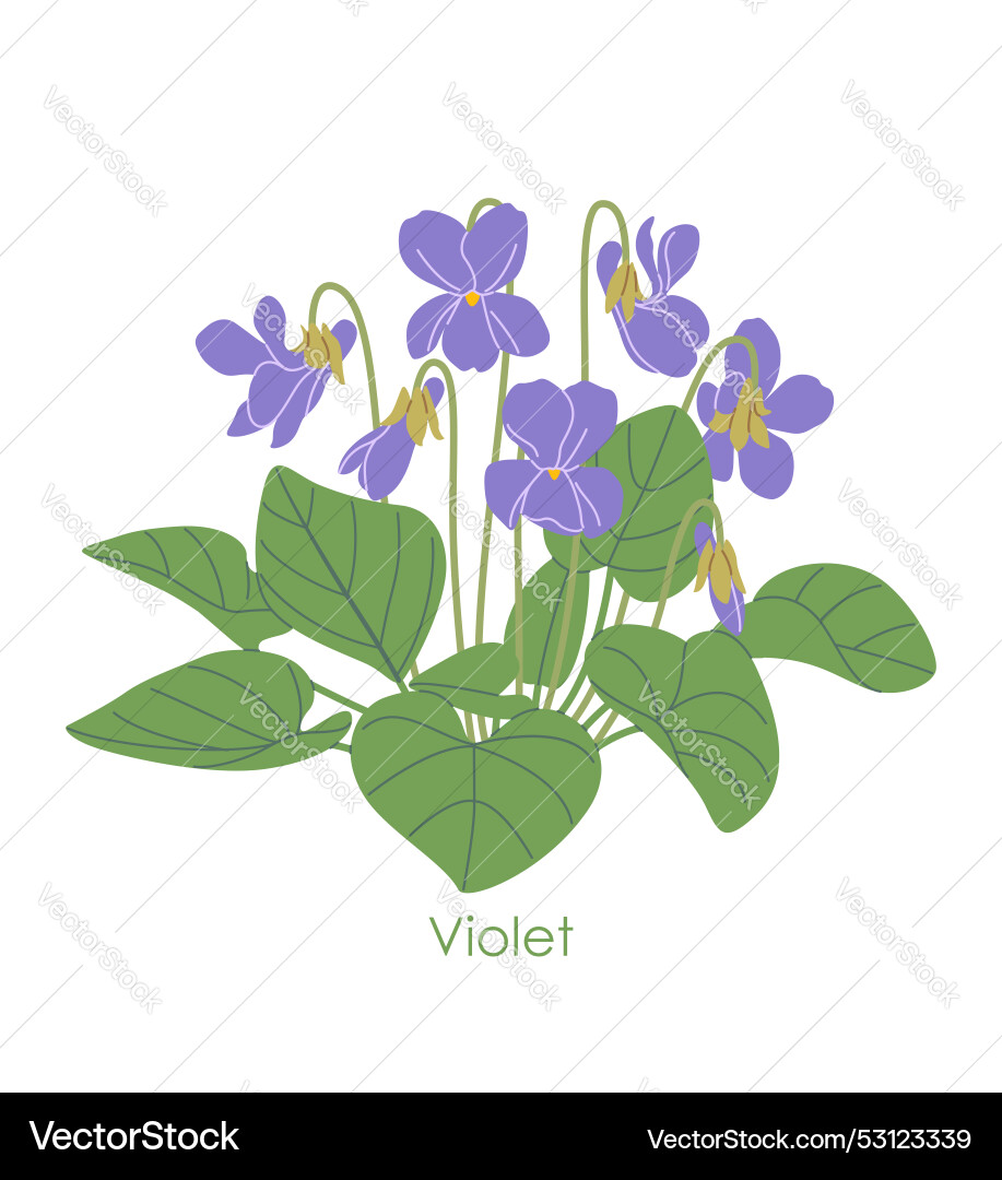 Simple flowering violet isolated on white Vector Image