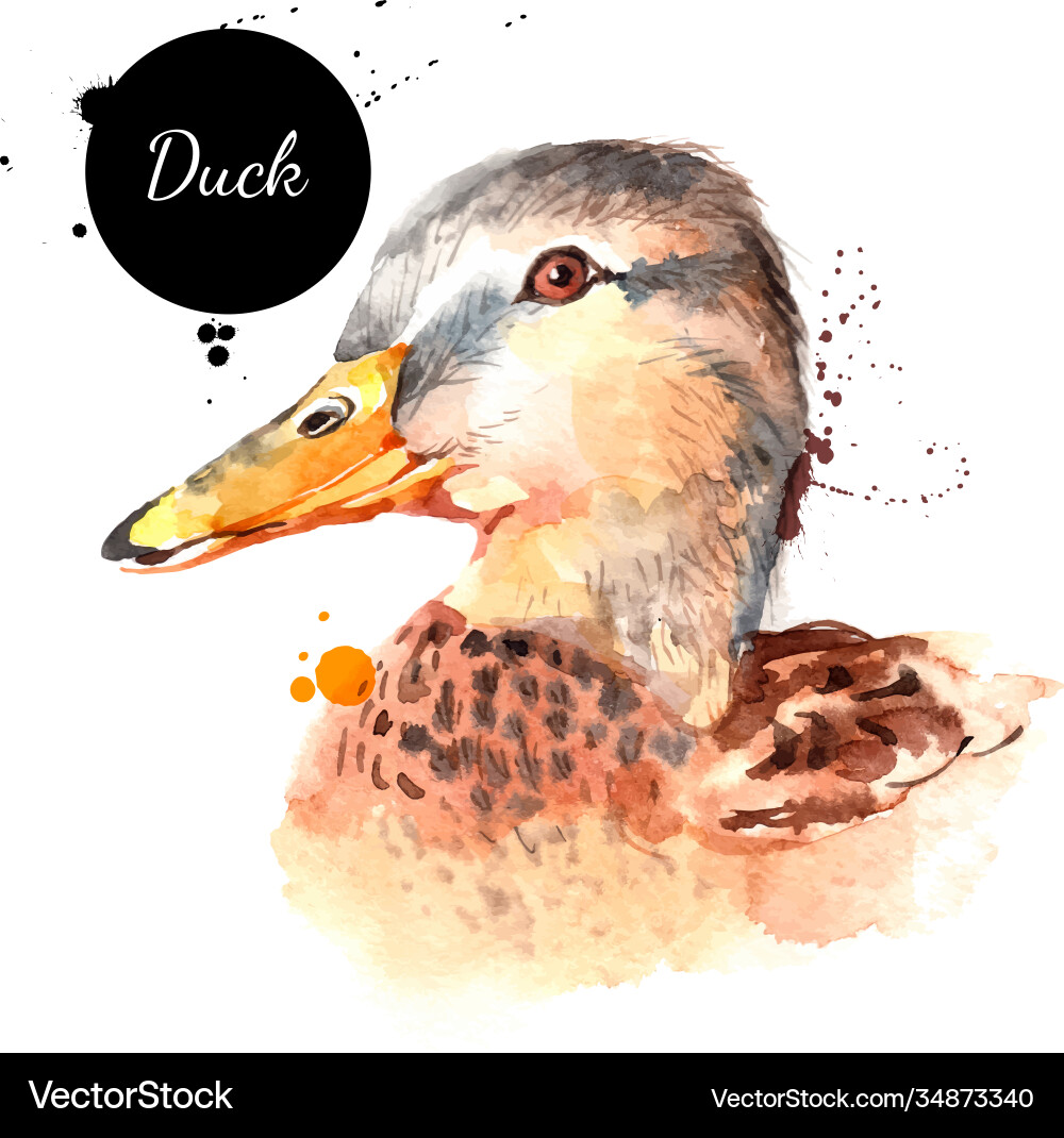 Watercolor hand drawn duck head painted sketch Vector Image