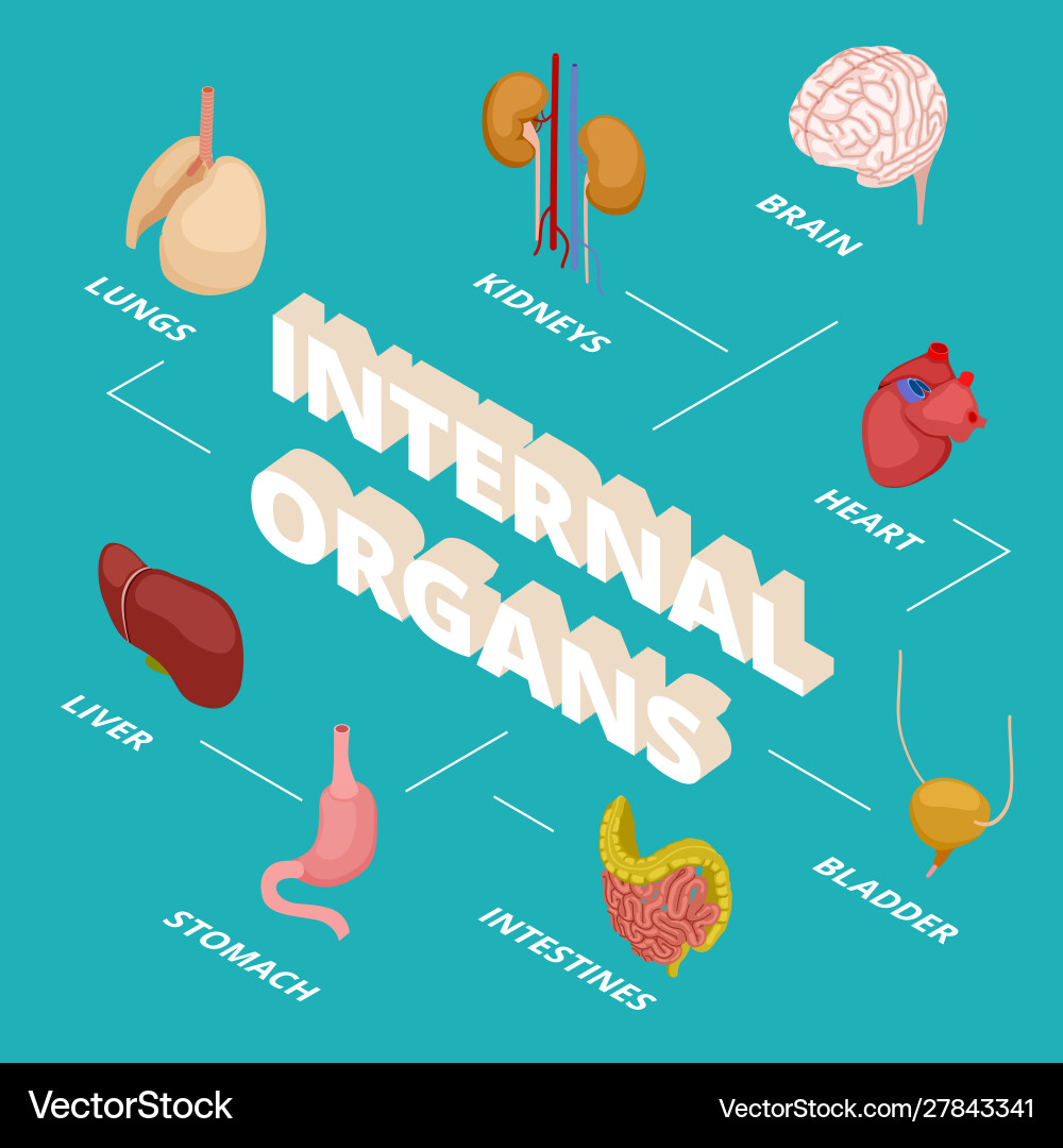 Human Internal Organs - Isometric Anatomy Vector Image