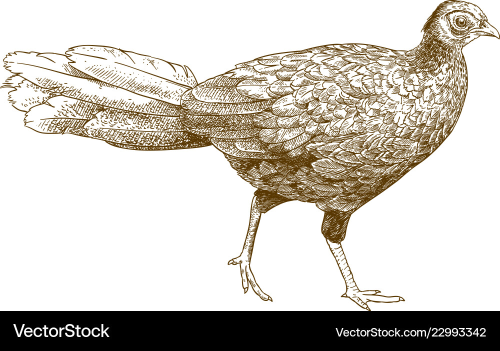 Engraving of female silver pheasant Royalty Free Vector