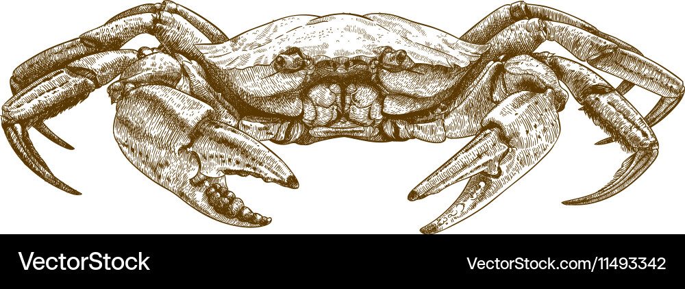 Crab Realistic Vector Images (over 360)