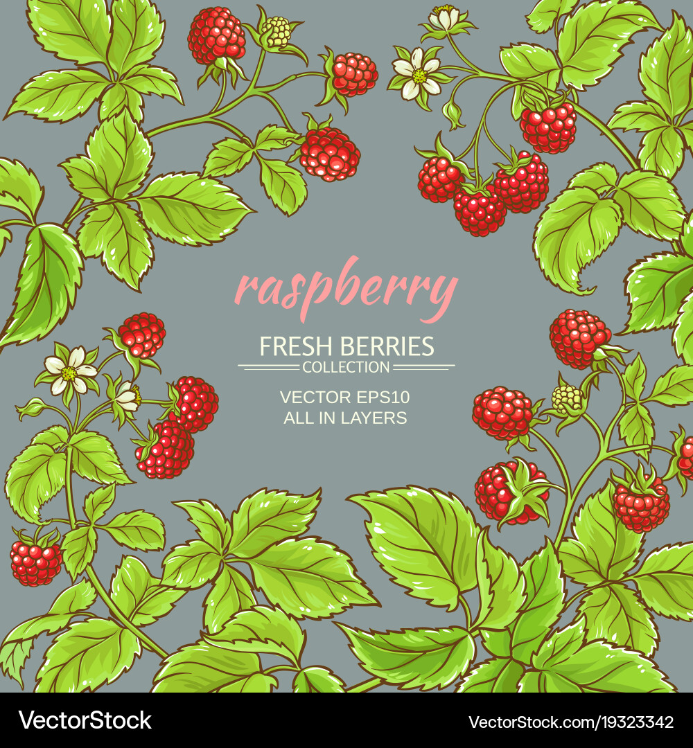 Raspberry frame Royalty Free Vector Image - VectorStock