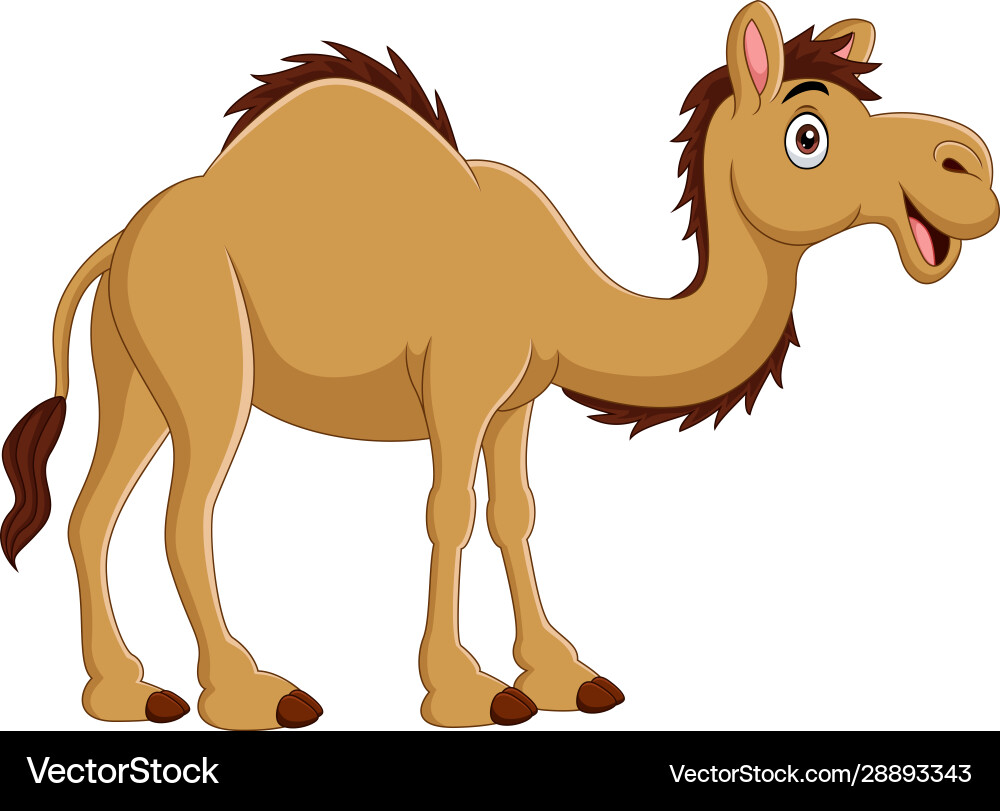 Cartoon camel isolated on white background Vector Image