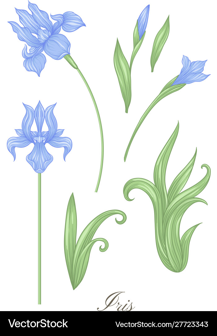 Elegant Iris Flower Royalty Free Vector Image - VectorStock