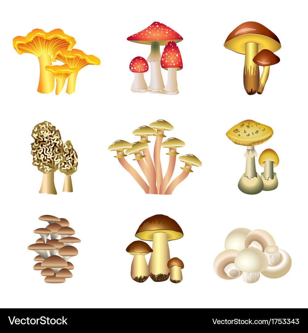 Mashrooms Vector Images (84)