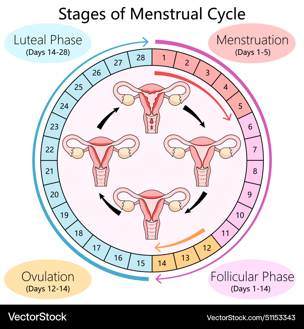 Menstrual cycle phases diagram medical science Vector Image