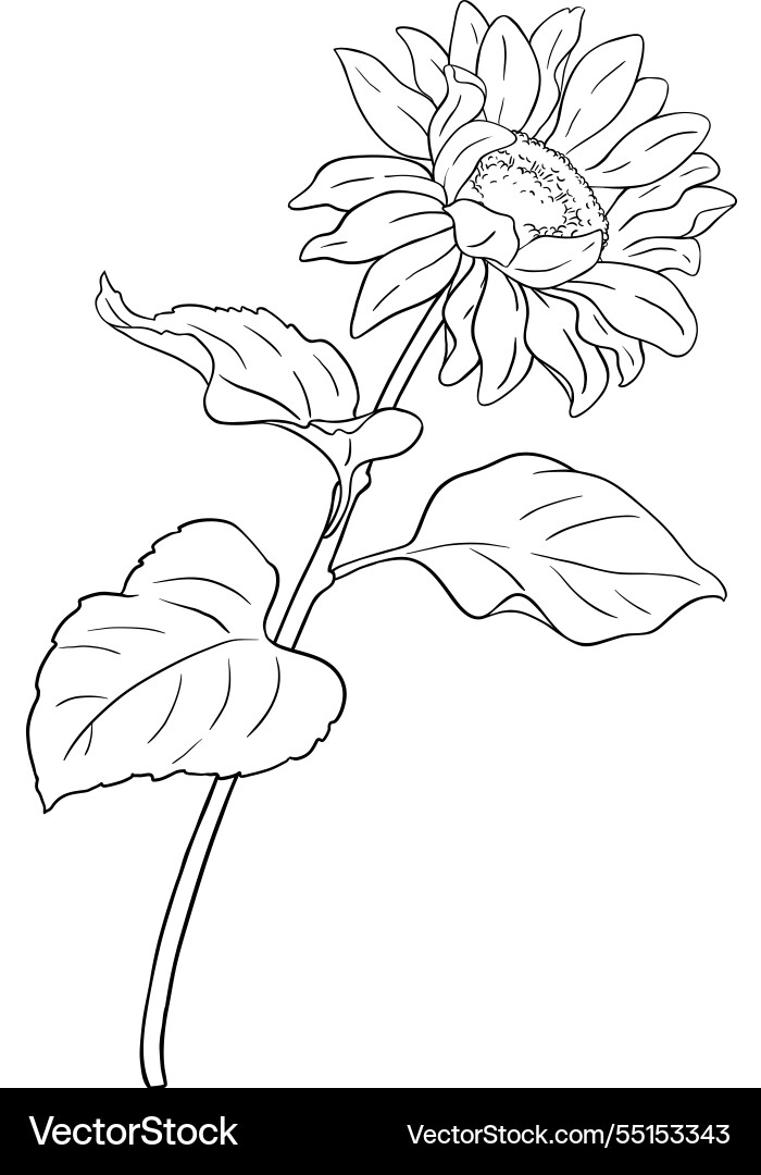 Sunflower flower isolated outline Royalty Free Vector Image