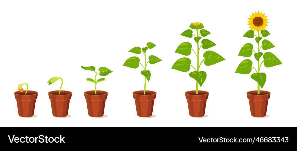 Sunflower growth stages from seed to flowering Vector Image