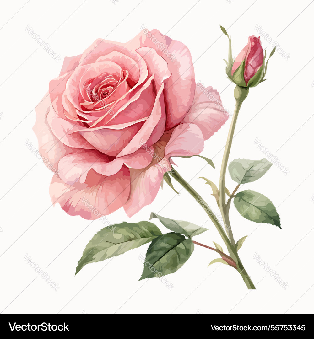 Delicate pink rose bouquet Royalty Free Vector Image