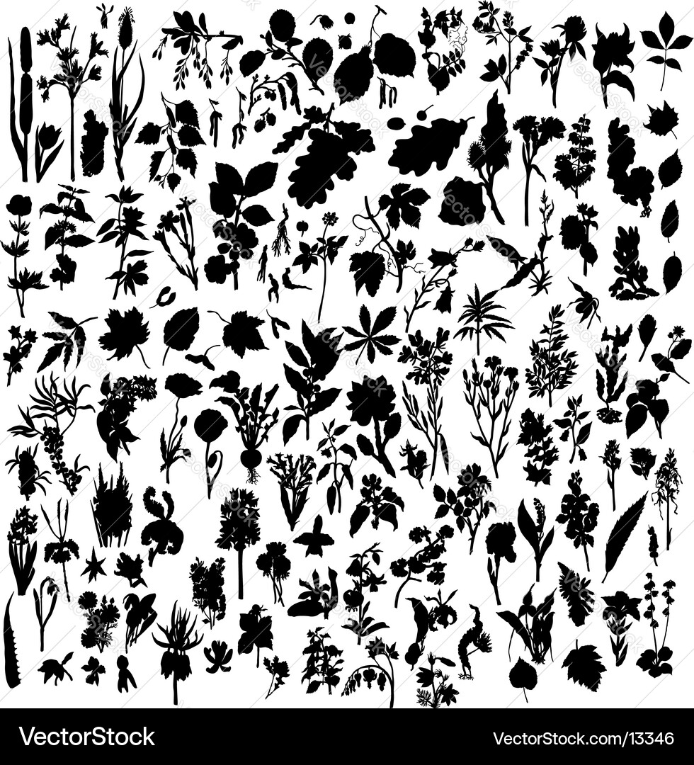 Plants and flowers Royalty Free Vector Image - VectorStock