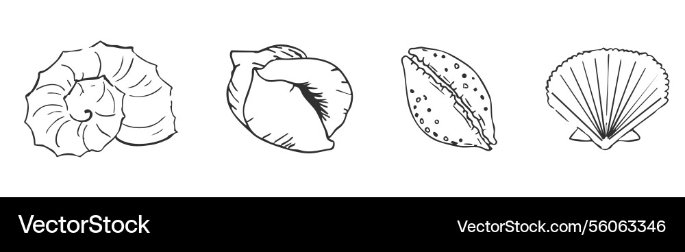 Sea shell sketch ocean life hand drawn Royalty Free Vector