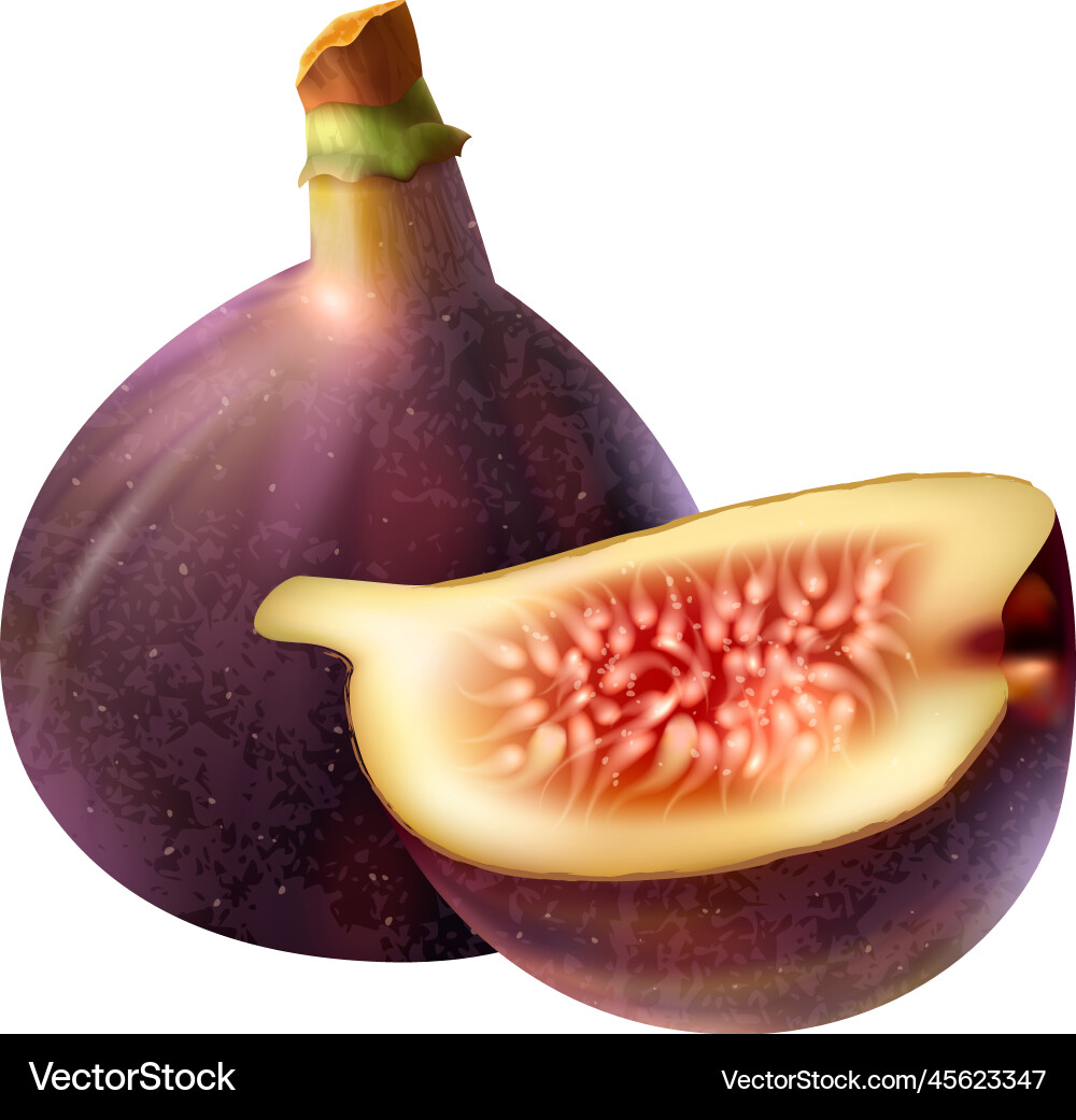 Realistic fig Royalty Free Vector Image - VectorStock