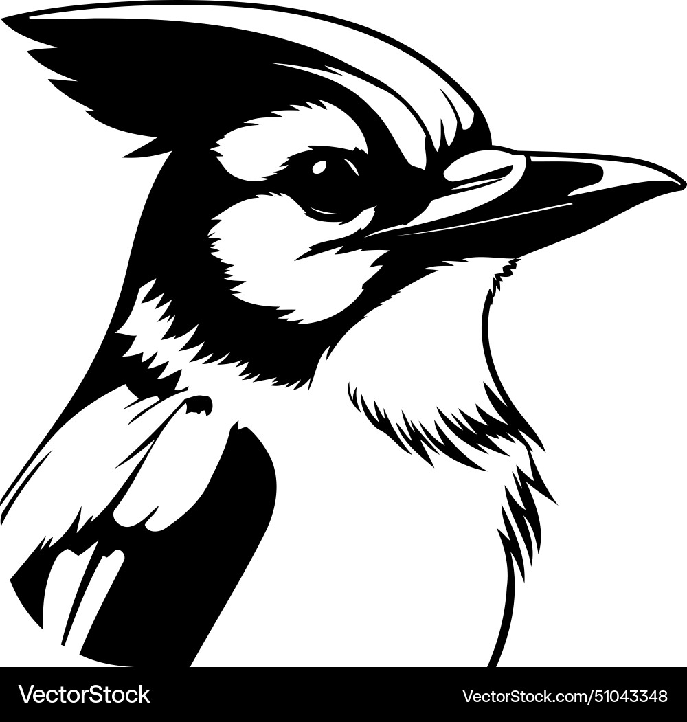 Blue jay bird head isolated on white background Vector Image