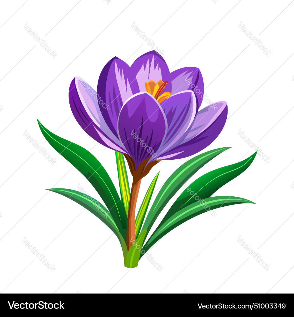 Spring beautiful crocus flower with green leaves Vector Image