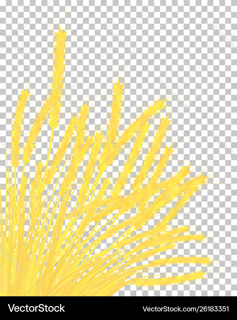 Ears wheat Royalty Free Vector Image - VectorStock