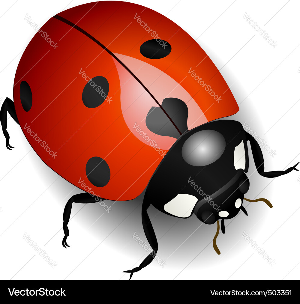Ladybug Royalty Free Vector Image - VectorStock