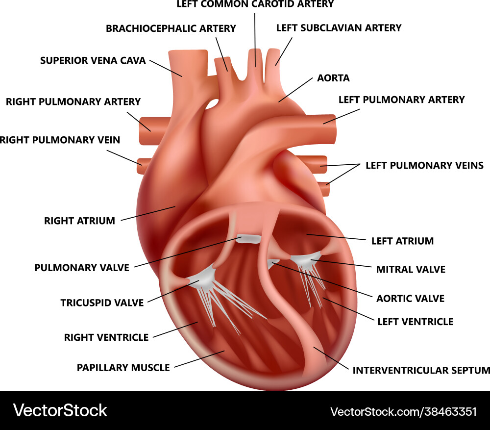 Realistic cross-section heart anatomy Royalty Free Vector
