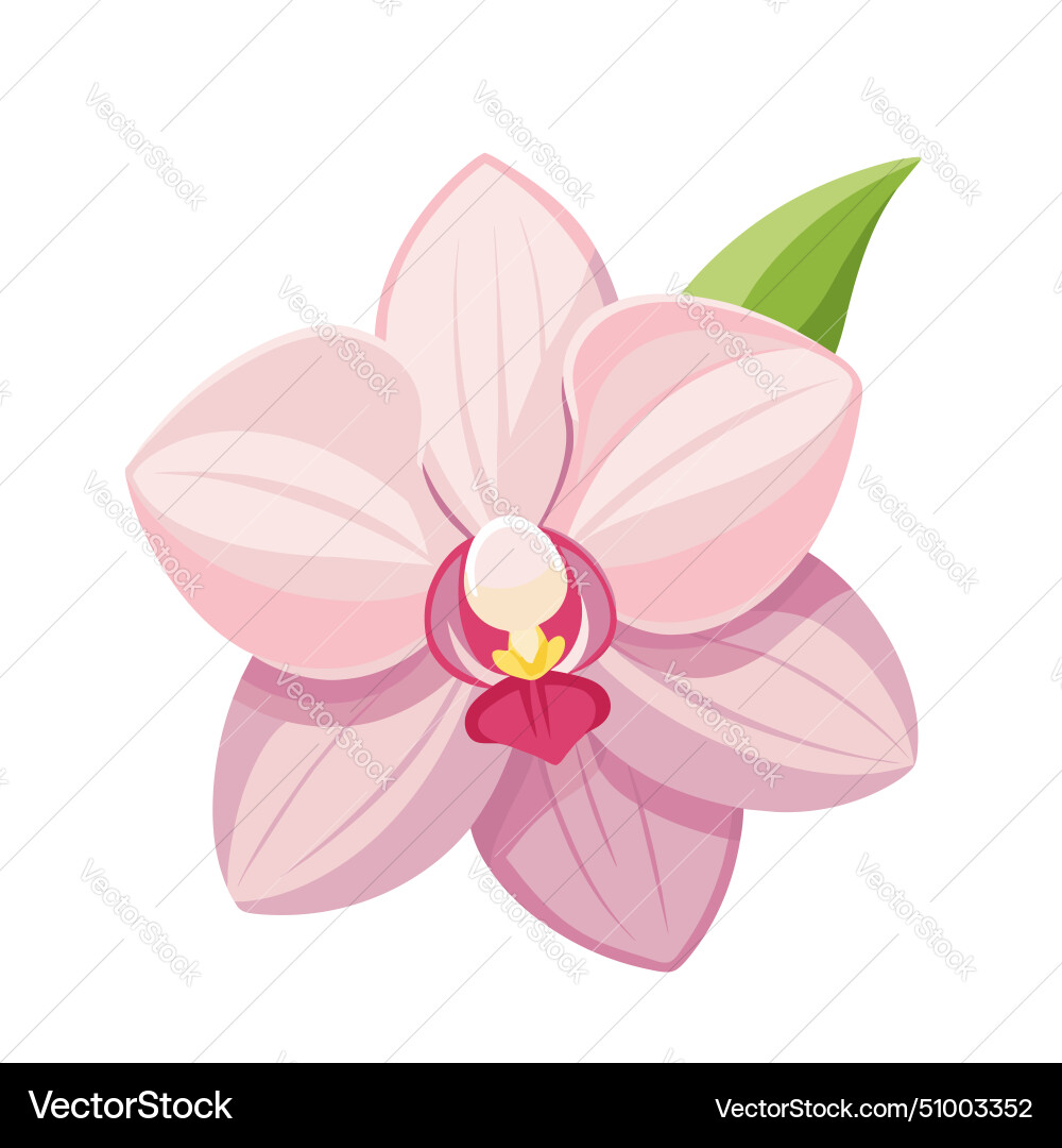 Flower exotic pink orchid Royalty Free Vector Image