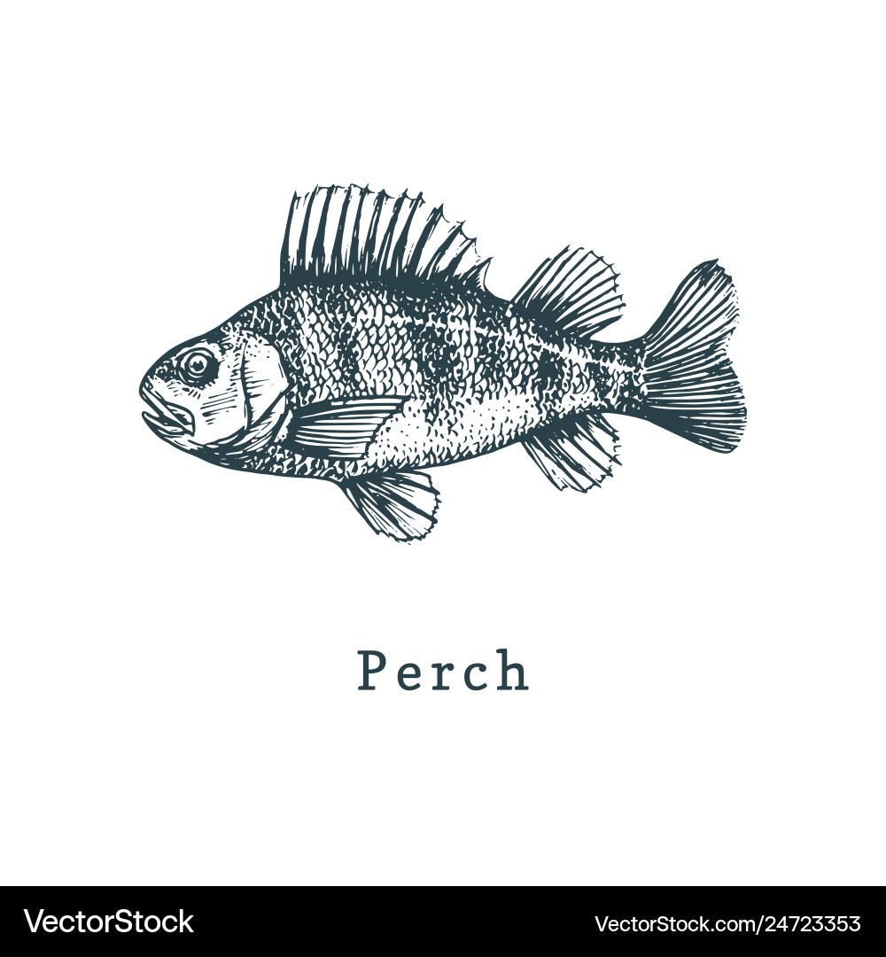 Perch fish sketch Royalty Free Vector Image - VectorStock