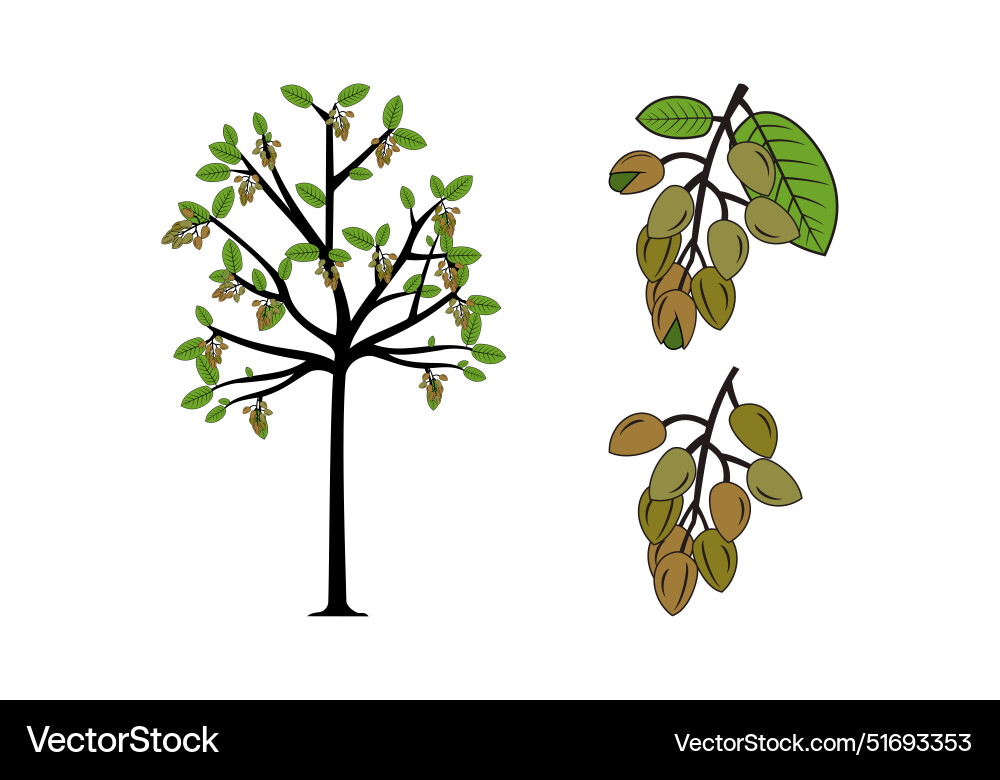 Pistachio tree design Royalty Free Vector Image