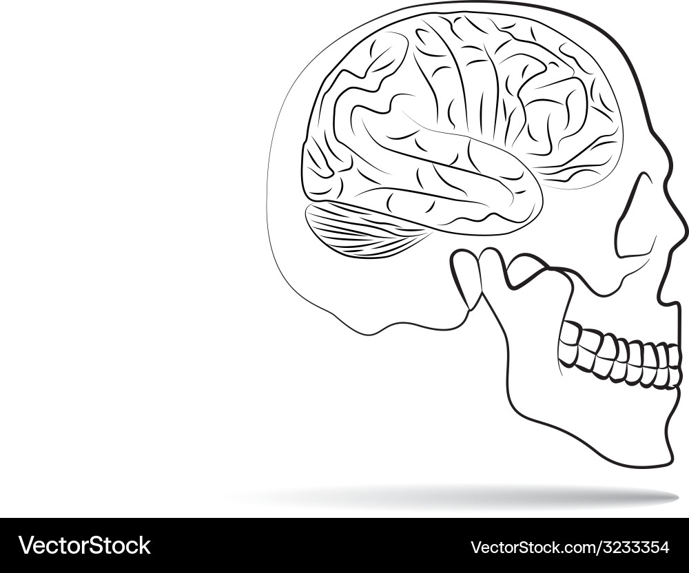 Skull with brain Royalty Free Vector Image - VectorStock