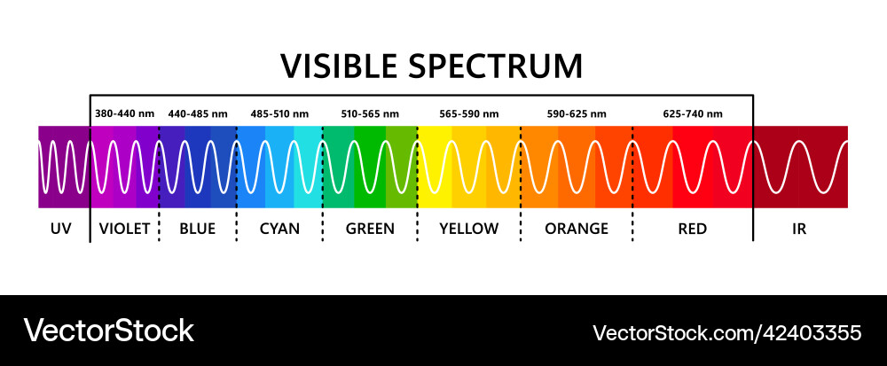 Visible light spectrum infared and ultraviolet Vector Image