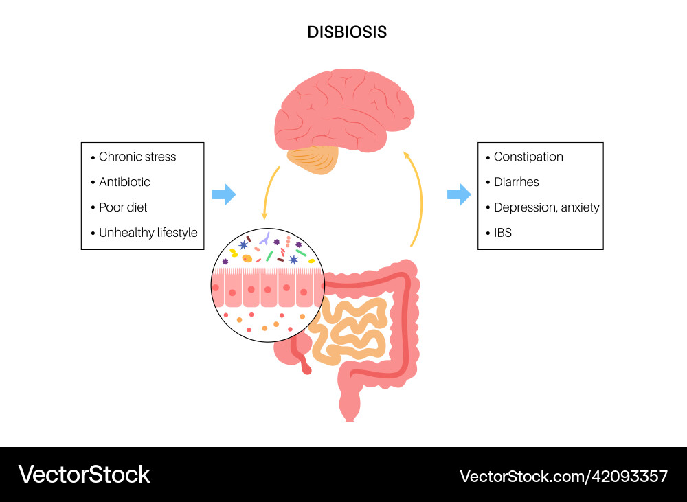 Gut-Brain Axis & Microbiome Lizenzfreies Vektorbild