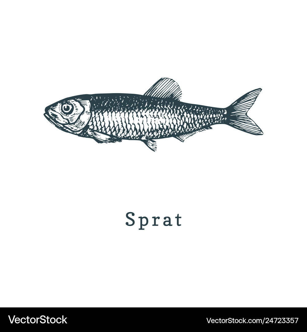 Sprat Fish Sketch - Seafood Art Royalty Free Vector Image