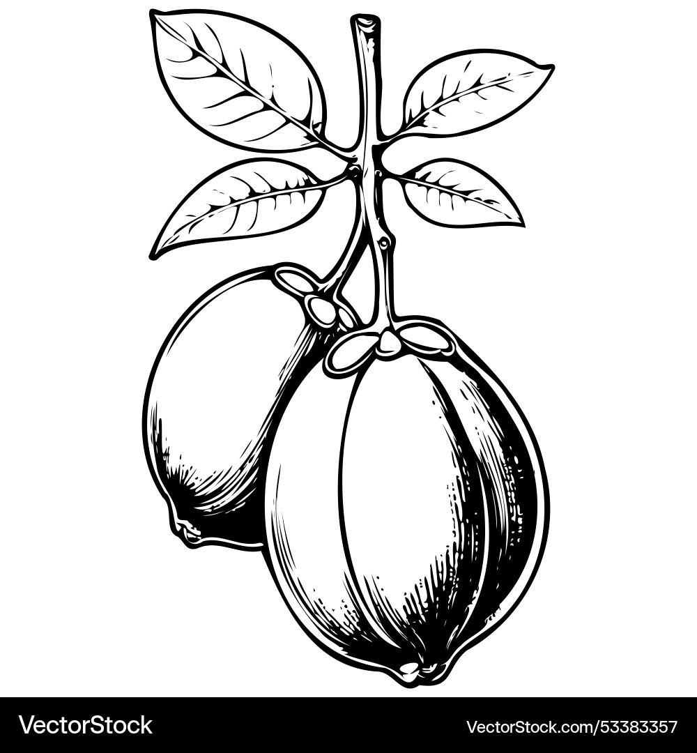 Weißes Sapot aus handgezogenem Obst transparent Vektorbild
