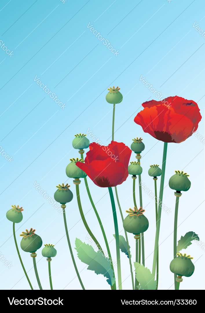 Poppy Flower Art Royalty Free Vector Image - VectorStock