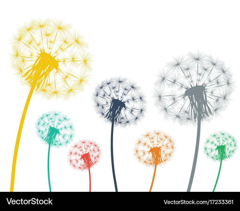 Multi-colored dandelions on a white background Vector Image