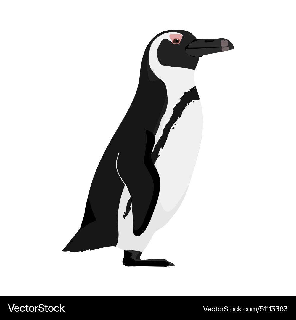 Spheniscus demersus - african penguin lateral Vector Image