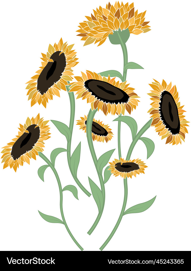Sunflower isolated Royalty Free Vector Image - VectorStock