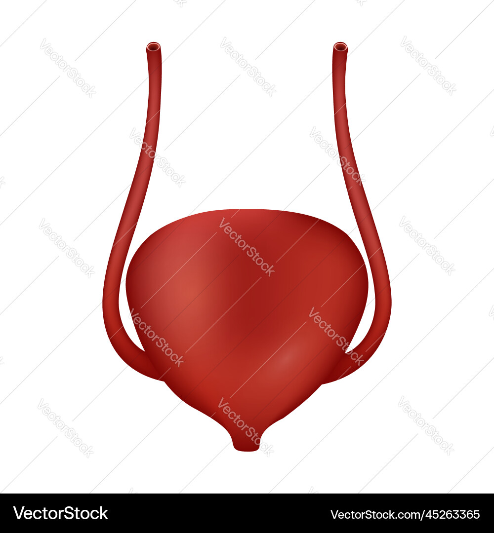 Urinary bladder of human urological system Vector Image