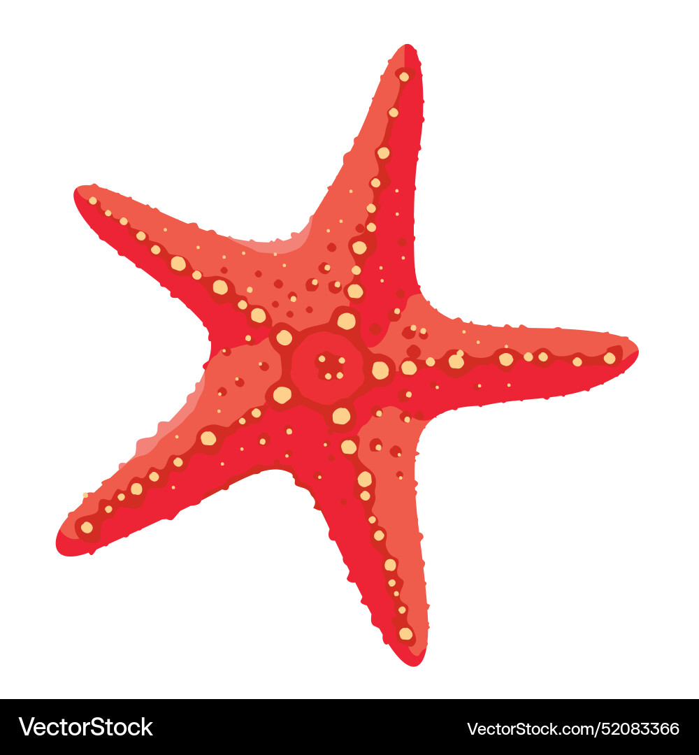 Red starfish Royalty Free Vector Image - VectorStock
