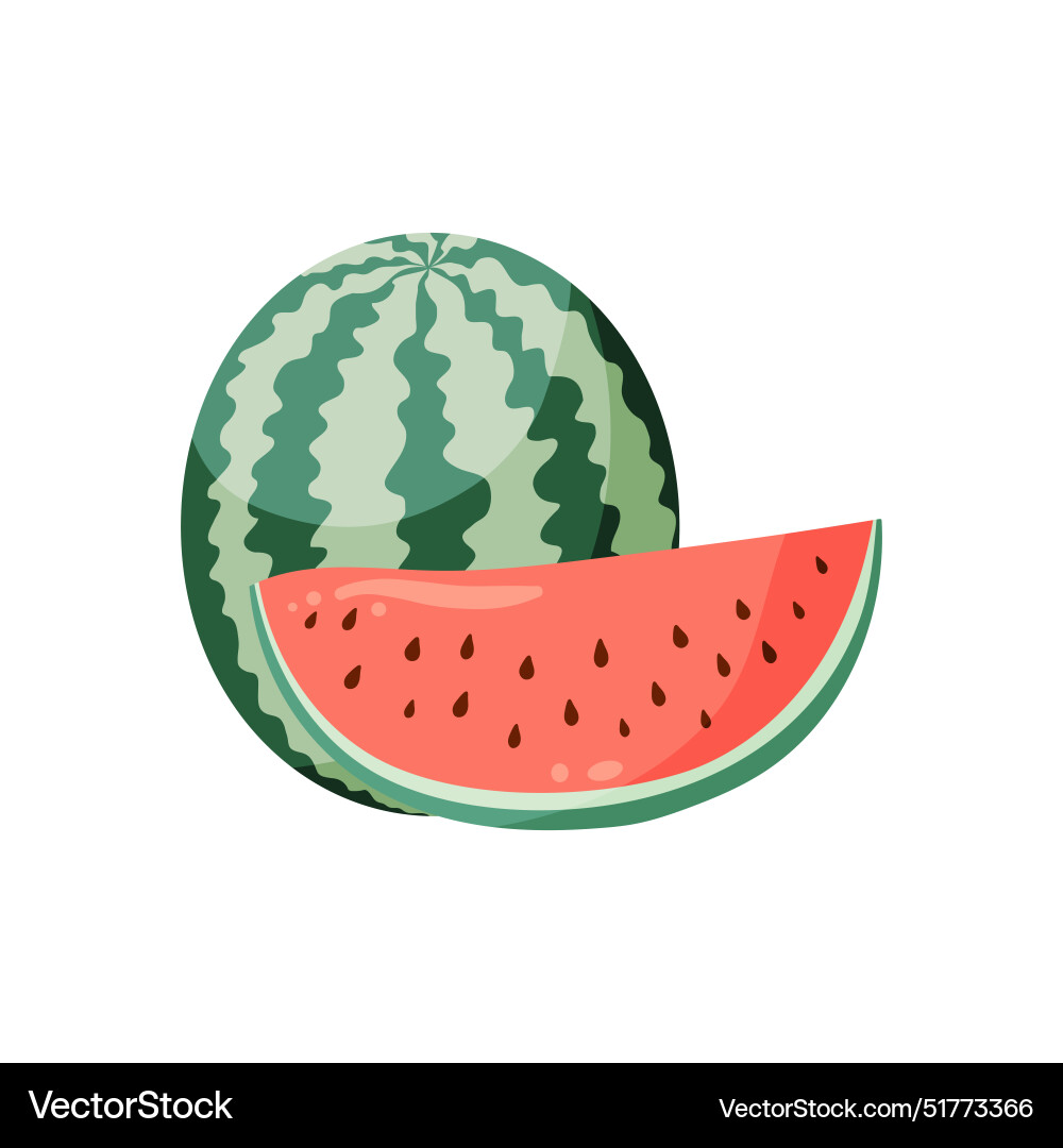 Watermelons composition with whole watermelon Vector Image