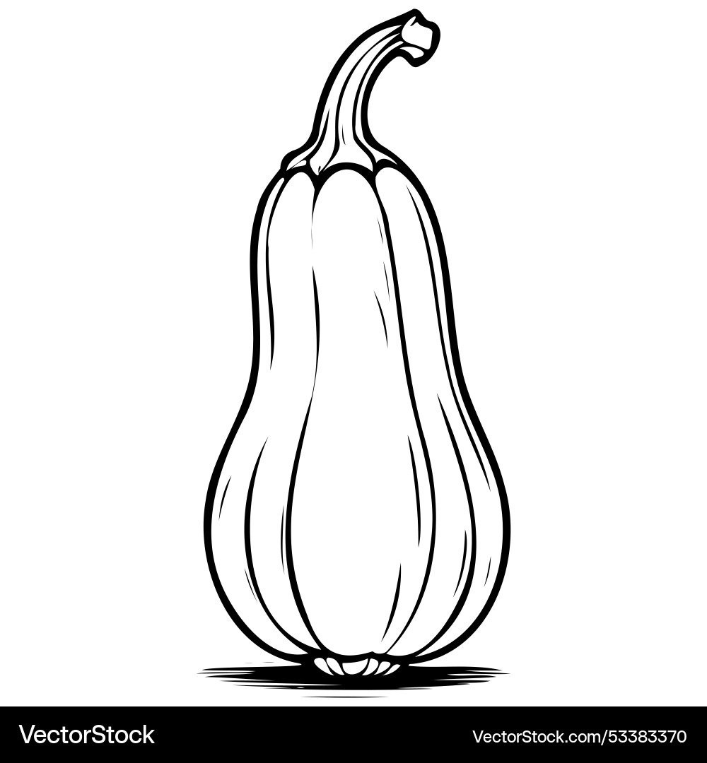 Yellow squash drawing fruit head line art black Vector Image