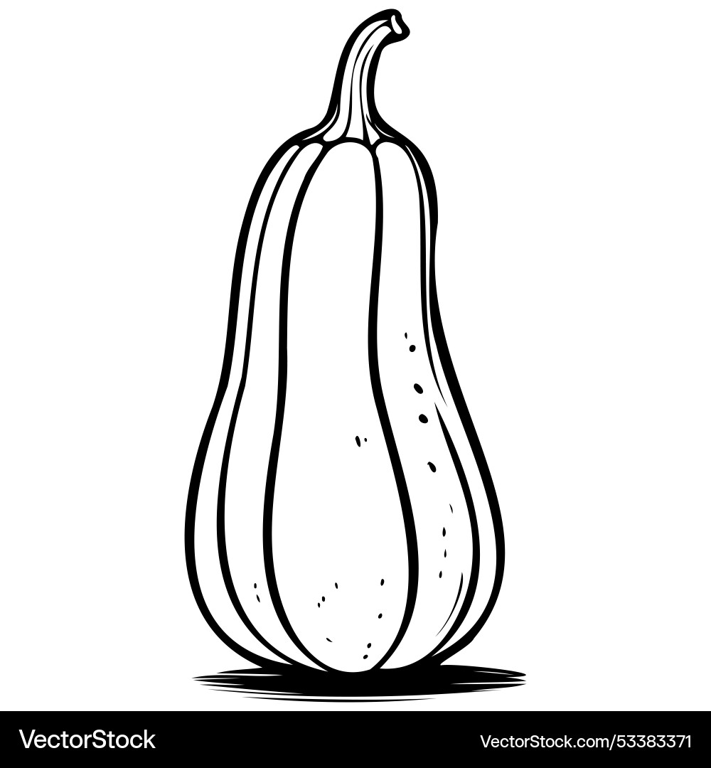 Yellow squash drawing outline cartoon fruit Vector Image