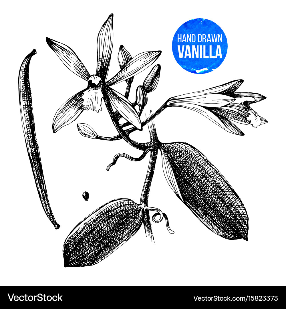 Vanilla Botanical Drawn Vector Images (over 290)