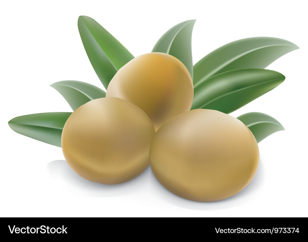 Olives Royalty Free Vector Image - VectorStock