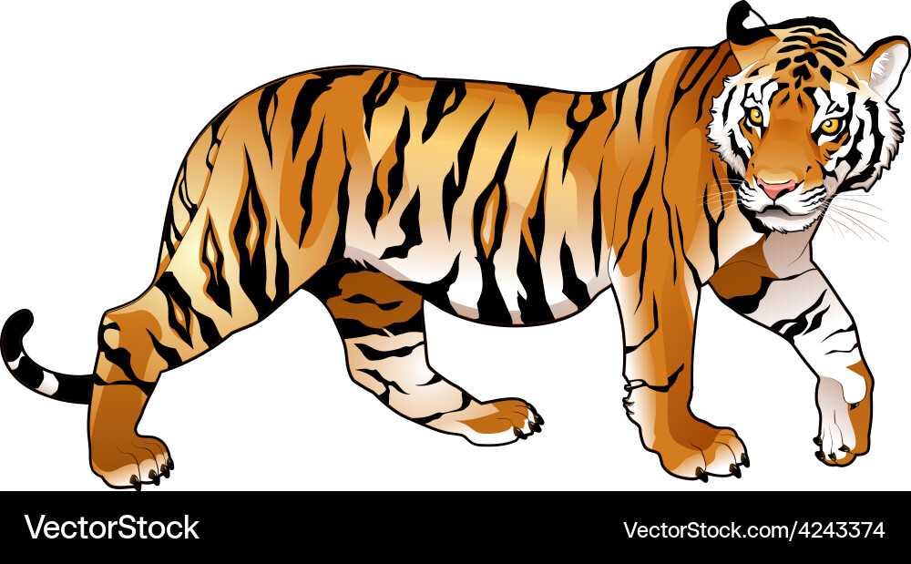 Tiger Tail Vector Images (over 2,700)