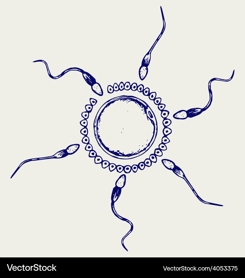 Fertilization labeled Royalty Free Vector Image