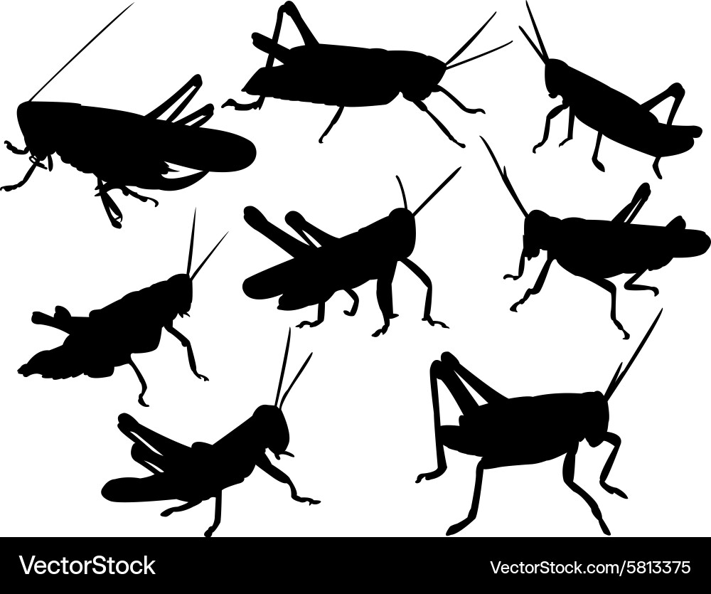 Grasshoppers Royalty Free Vector Image - VectorStock