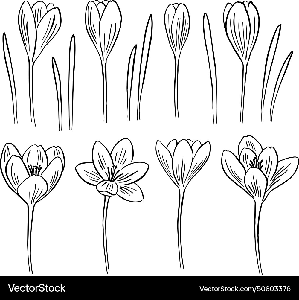 Hand drawn crocus flowers and leaves Royalty Free Vector