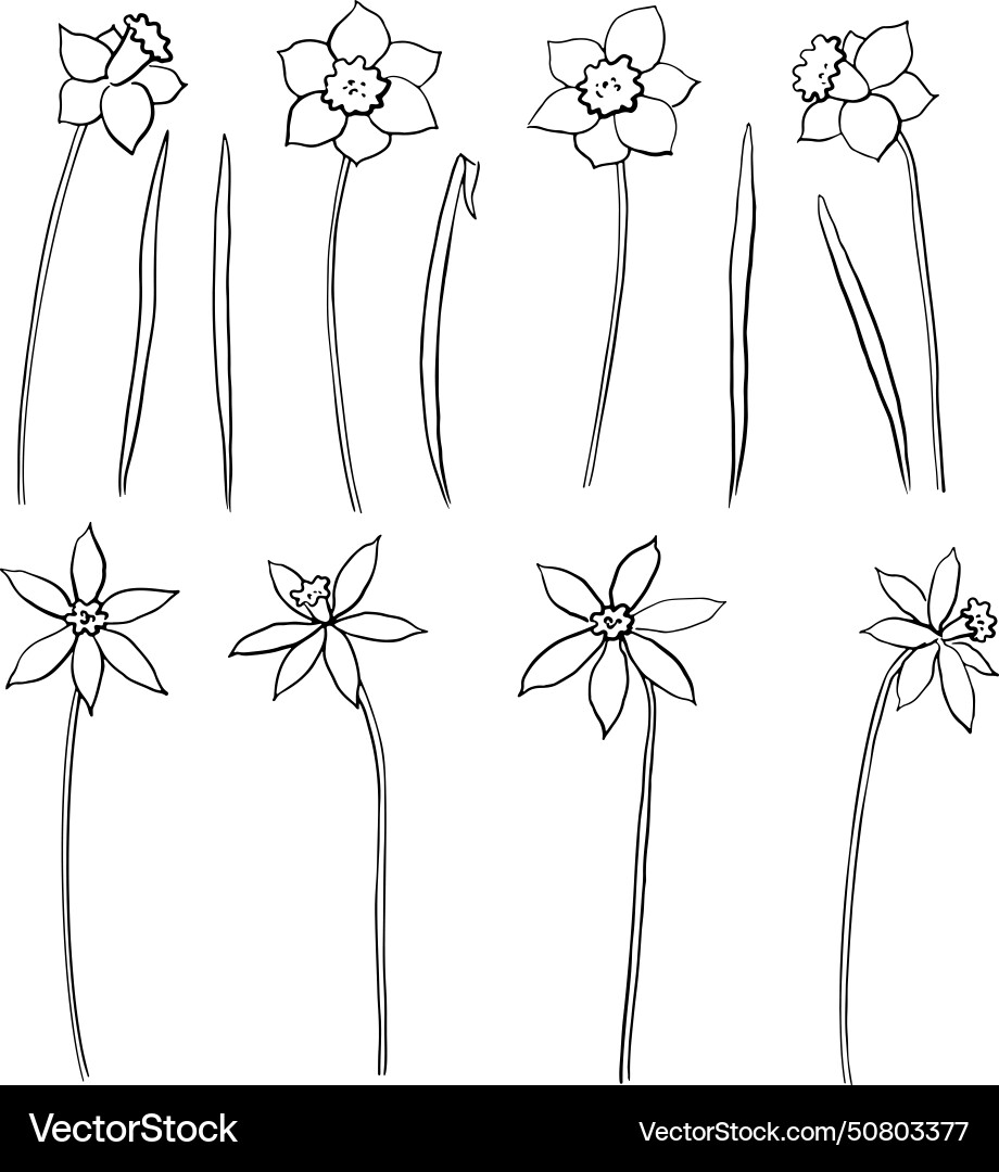 Hand-drawn daffodil flowers and leaves Royalty Free Vector